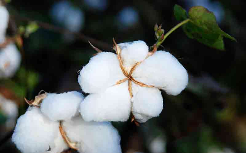 Algodón Bt aprobado para cultivo en Kenia | Agro-Bio